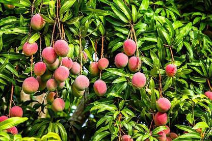 Japanese miyazaki Mango Plant Price in India - Buy Japanese miyazaki ...