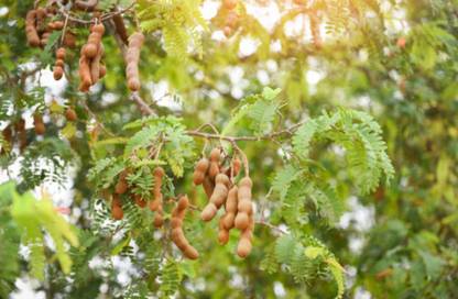 tatul Tamarind Plant Price in India - Buy tatul Tamarind Plant online ...