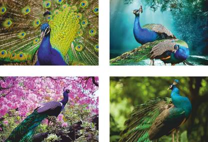 Peacock Combo Poster Set of 4 Posters Paper Print - Animals, Decorative ...