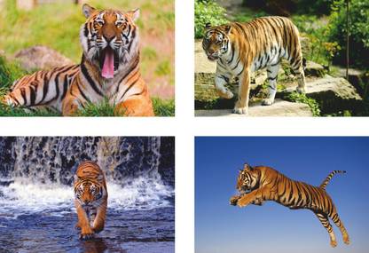 Tiger Combo Poster Set of 4 Posters Paper Print - Animals, Decorative ...