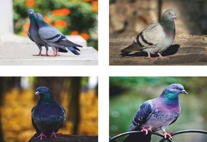Pigeon Bird Combo Poster Set of 4 Posters Paper Print - Animals ...
