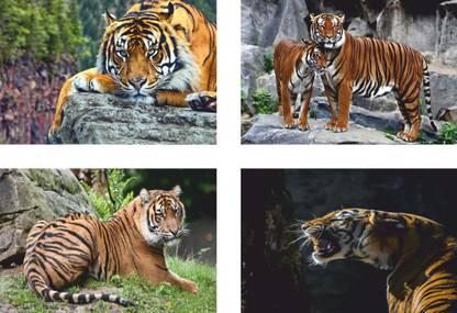 Tiger Combo Poster Set of 4 Posters Paper Print - Animals, Decorative ...