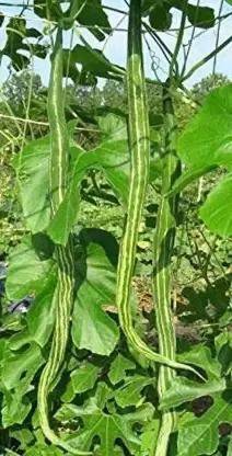 Aro Snake Gourd, Chichinda Seed Price in India - Buy Aro Snake Gourd ...