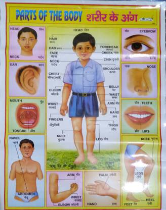 Chart Parts Of Body Name: Buy Chart Parts Of Body Name by Gk at Low ...