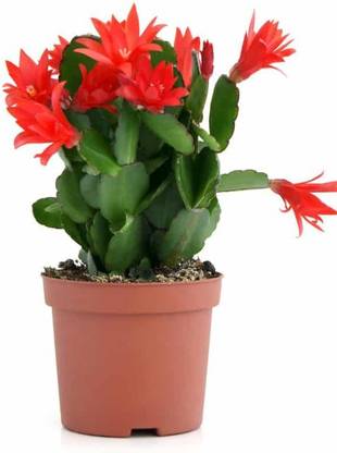 Royal Nature Wax cactus Rose Plant Price in India - Buy Royal Nature ...