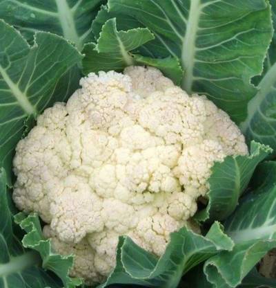ANDOR Cauliflower Phool Gobhee/Phul Gobhi Seed Price in India - Buy ...