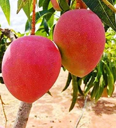 Sindhu Toka mango Mango Plant Price in India - Buy Sindhu Toka mango ...