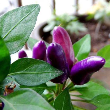 VibeX ® LXI-87 Dwarf Chilli Little Blue Exotic Mini Hot Pepper Seeds ...