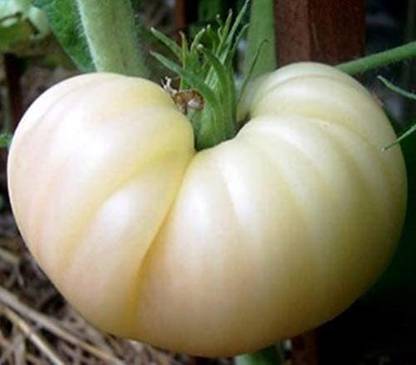 WILLVINE KGF -637 Great White Tomato Seeds-1000 Seeds Seed Price in ...