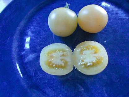 Biosnyg ®RUA-1008 World's Smallest White Tomato Seed Price in India ...