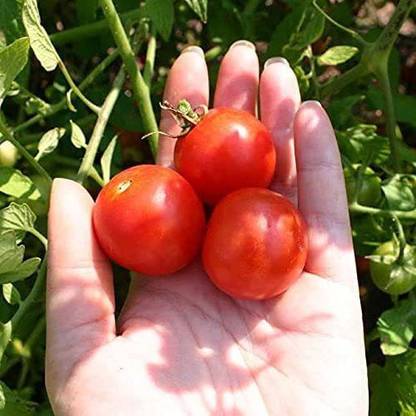 WILLVINE TLX-559 Nectar Hybrid Tomato Seeds-250 Seeds Seed Price in ...