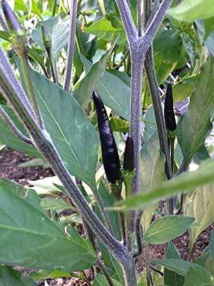VibeX ® LXI-997 RARE Black Cobra Hot Chilli Pepper Seeds Seed Price in ...