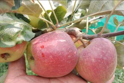 Grafted Hot Climate Apple Plant Price in India - Buy Grafted Hot ...
