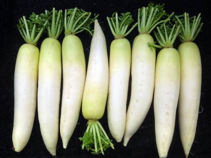 VINTI Rare White Radish (Mooli) Vegetable (मूली के बीज) Seed Price in ...