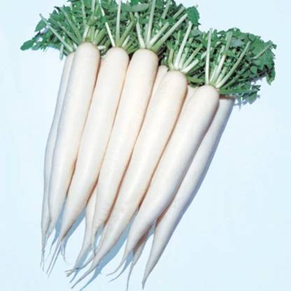 VINTI White Radish Muli/Mooli Seed Price in India - Buy VINTI White ...