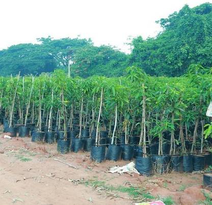 My Dream Nursery Mango Plant Price in India - Buy My Dream Nursery ...