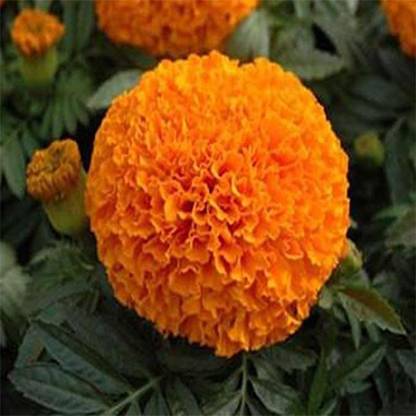 KANAYA African Marigold/ Gainda Flower Seed Price in India - Buy KANAYA ...