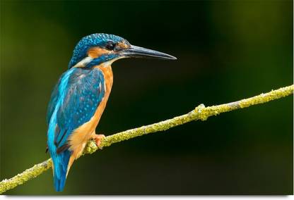 Beautiful Neelkanth Bird Paper Print - Animals posters in India - Buy ...