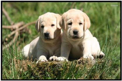 Labra Puppy Dog Poster Paper Print - Animals posters in India - Buy art ...