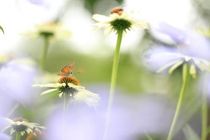 FLOWER A3 HD Poster Art PNCA13906 Photographic Paper - Nature posters ...