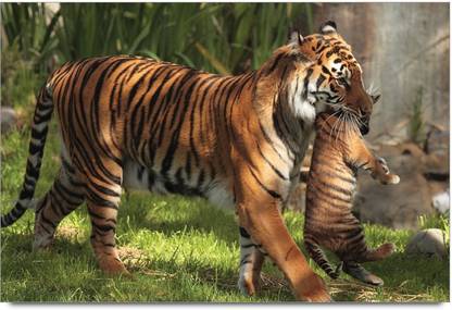 Amy Tiger Cub Love Photographic Paper - Nature posters in India - Buy ...