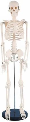 KHANNA TRADERS Human Skeleton Life Size Articulated anatomical model ...