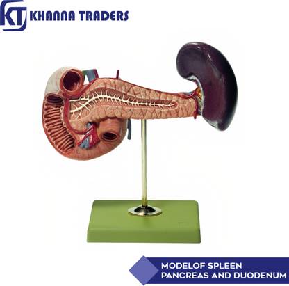 KHANNA TRADERS SPLEEN PANCREAS AND DUODENUM HUMAN ANATOMICAL MODEL ...