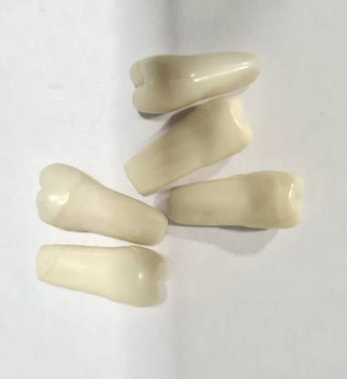 PRAKDENT Dental Teeth Molar Shade Of Teeth 45 Set of 5pc Dental ...