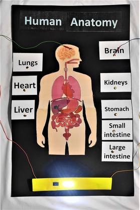 the craft gurus Human Body Parts with Their Names Human Anatomy Working ...