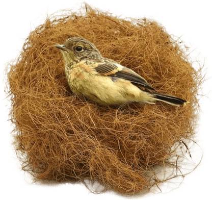 Zebra Finch Nesting Material