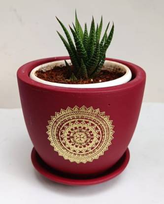 unami Terracotta Pot with Saucer for Small plants (Pack of 1) Plant ...