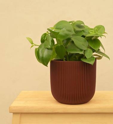 Ugaoo Plant Container Set Price in India - Buy Ugaoo Plant Container ...