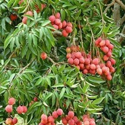 Fulmala Nursery Litchi Plant Price in India - Buy Fulmala Nursery ...