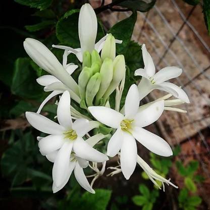 RudraECOM Tuberose/Rajnigandha Plant Price in India - Buy RudraECOM ...