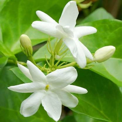 Cloud Forest Jasmine Plant Price in India - Buy Cloud Forest Jasmine ...