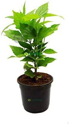 Mohomaya Parijat/Harsingar Plant Price in India - Buy Mohomaya Parijat ...