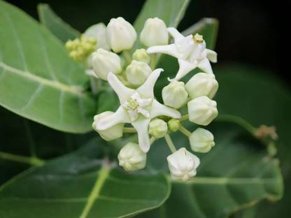 RudraECOM Safed Aak Plant Price in India - Buy RudraECOM Safed Aak ...