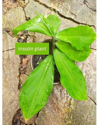 Cloud Farm Insulin Plant Price in India - Buy Cloud Farm Insulin Plant ...