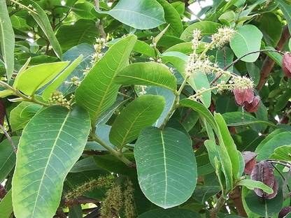 ayaan global plants Terminalia/Arjuna Plant Price in India - Buy ayaan ...