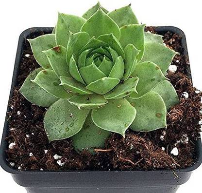 Click to purchase Laxmi Kamal Plant Price in India - Buy Click to ...
