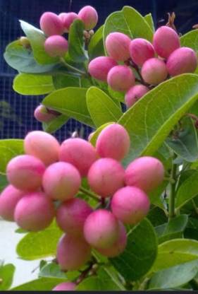 mondal nursury Mirch/Chilli Plant Price in India - Buy mondal nursury ...