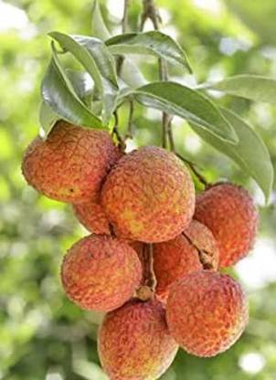 Fulmala Nursery Litchi Plant Price in India - Buy Fulmala Nursery ...