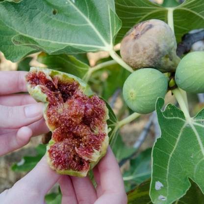 Cloud Farm Gular/Cluster Fig Plant Price in India - Buy Cloud Farm ...