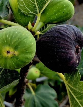EliteGreen Gular/Cluster Fig Plant Price in India - Buy EliteGreen ...