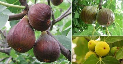 Cloud Farm Gular/Cluster Fig Plant Price in India - Buy Cloud Farm ...