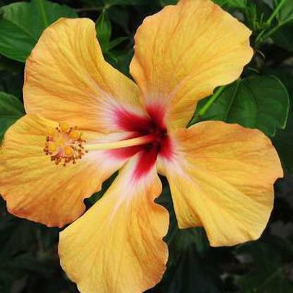 Starplanthub Hibiscus Gudhal Flower Plant Price in India - Buy ...