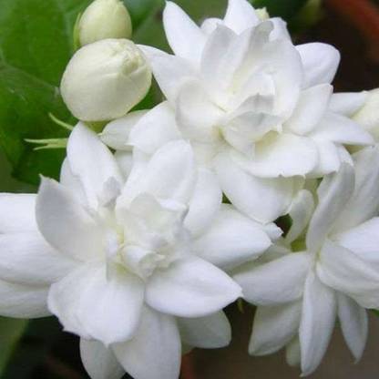 Heaven Of Saplings Jasmine Plant Price in India - Buy Heaven Of ...