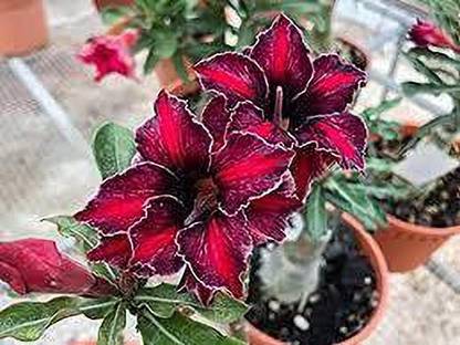 Fulmala Nursery Adenium Plant Price in India - Buy Fulmala Nursery ...
