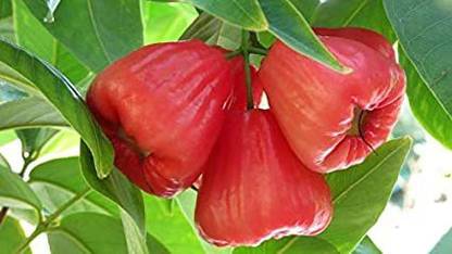 Mohomaya Jamun Plant Price in India - Buy Mohomaya Jamun Plant online ...