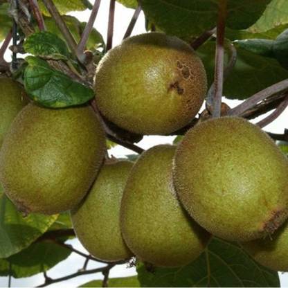 EliteGreen Kiwi Plant Price in India - Buy EliteGreen Kiwi Plant online ...